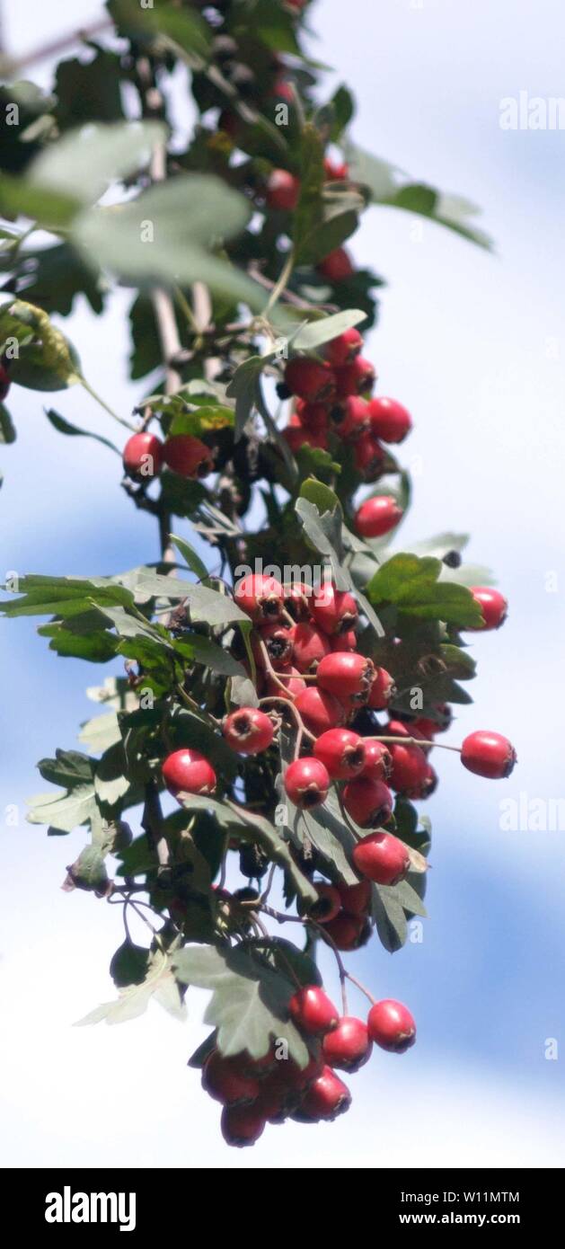 red berry at dry sunny day Stock Photo - Alamy