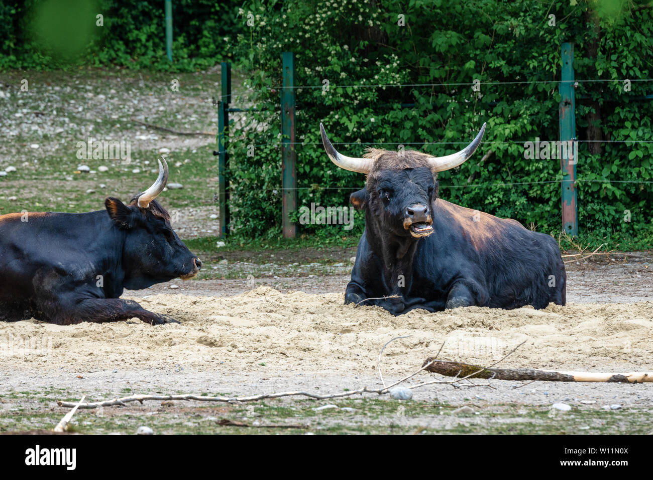 Heck cattle, Bos primigenius taurus, claimed to resemble the extinct ...