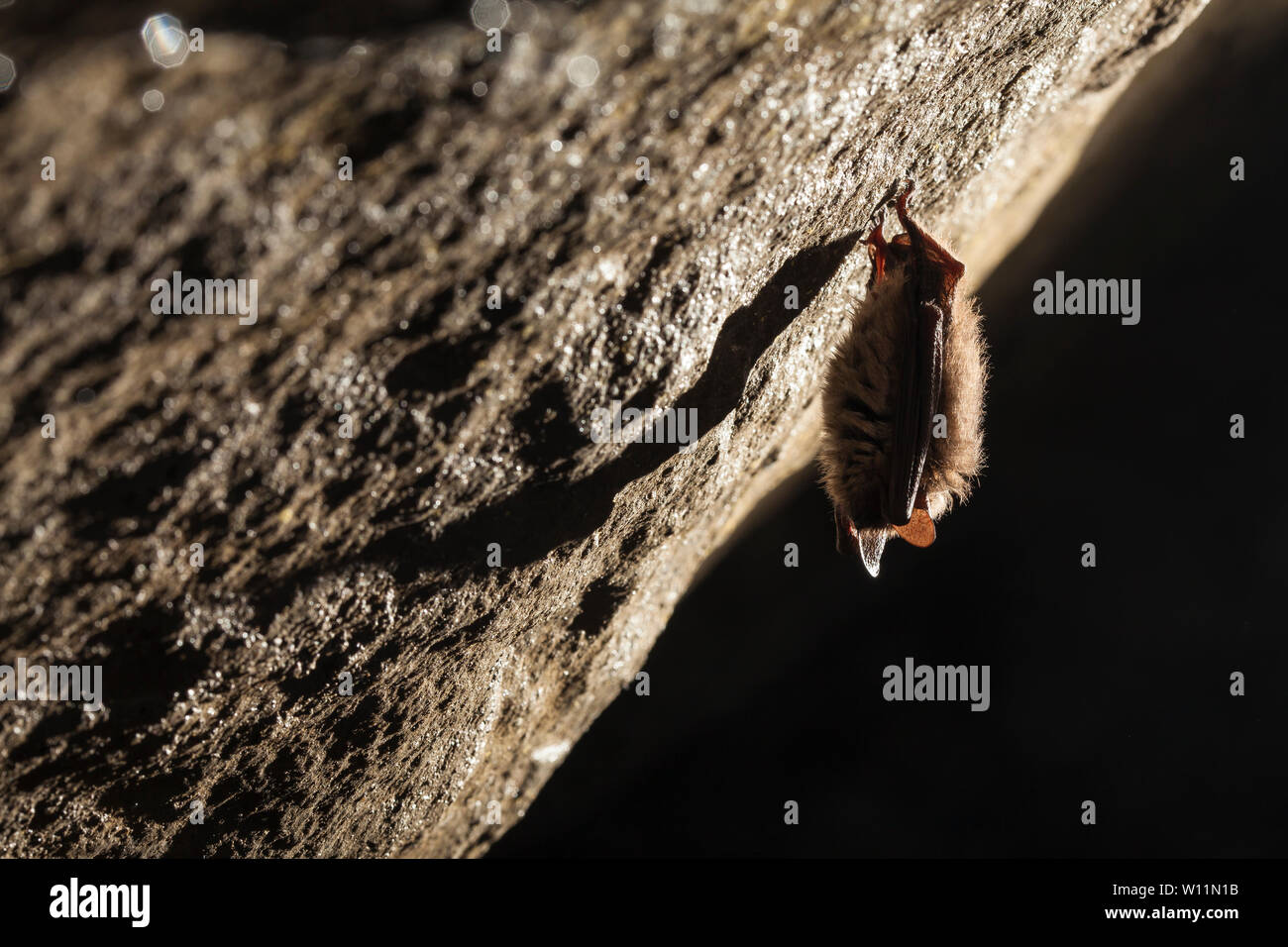 Close up small bat hanging on the wall of the stole. Diagonal composed ...
