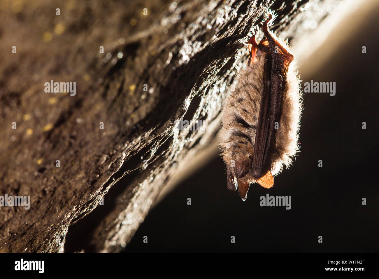 Close up small bat hanging on the wall of the stole. Diagonal composed ...