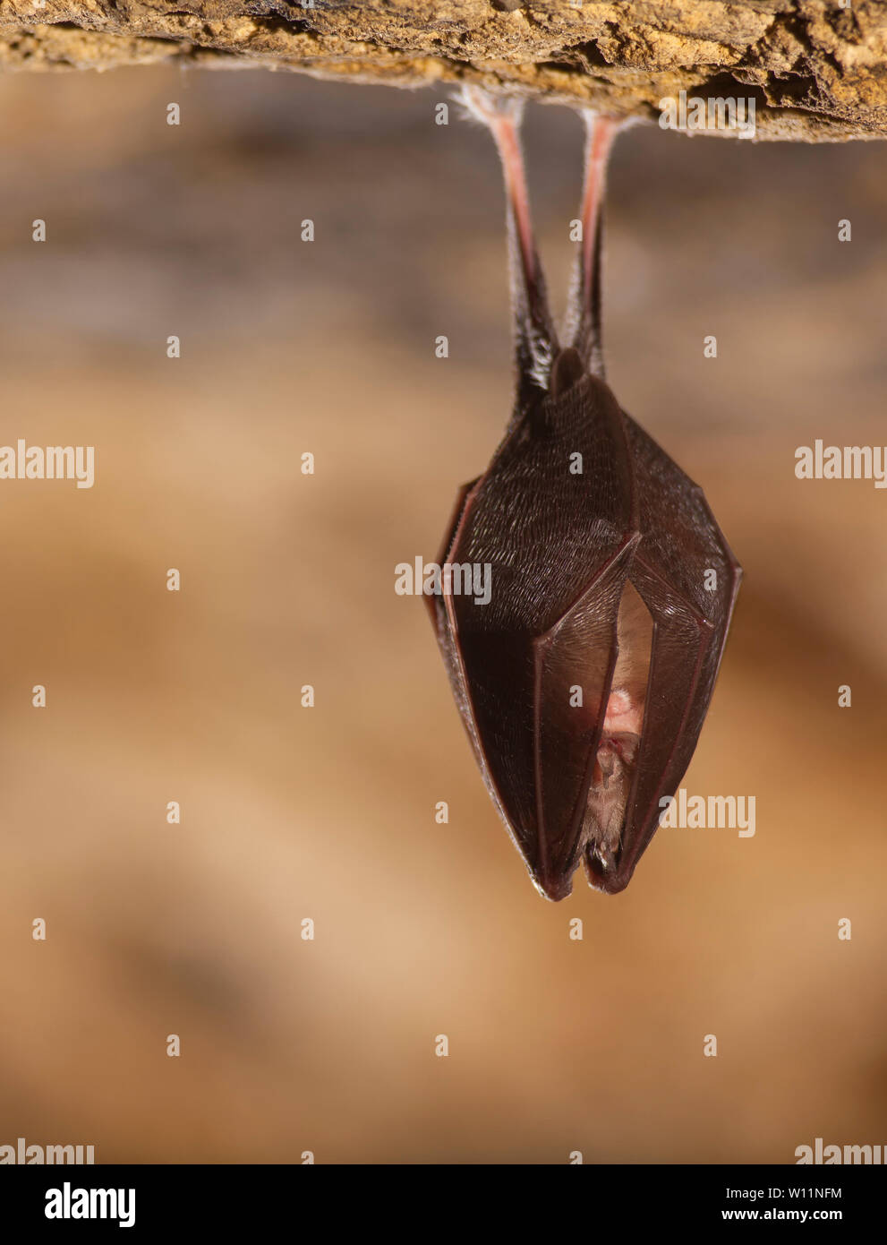 Close up small sleeping horseshoe bat covered by wings, hanging upside ...