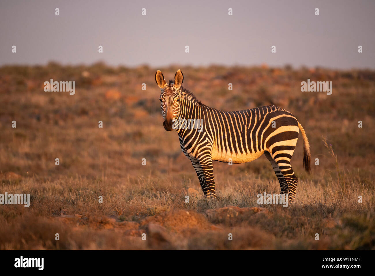 Cape mountain zebra, Equus zebra zebra, Mountain Zebra National Park ...