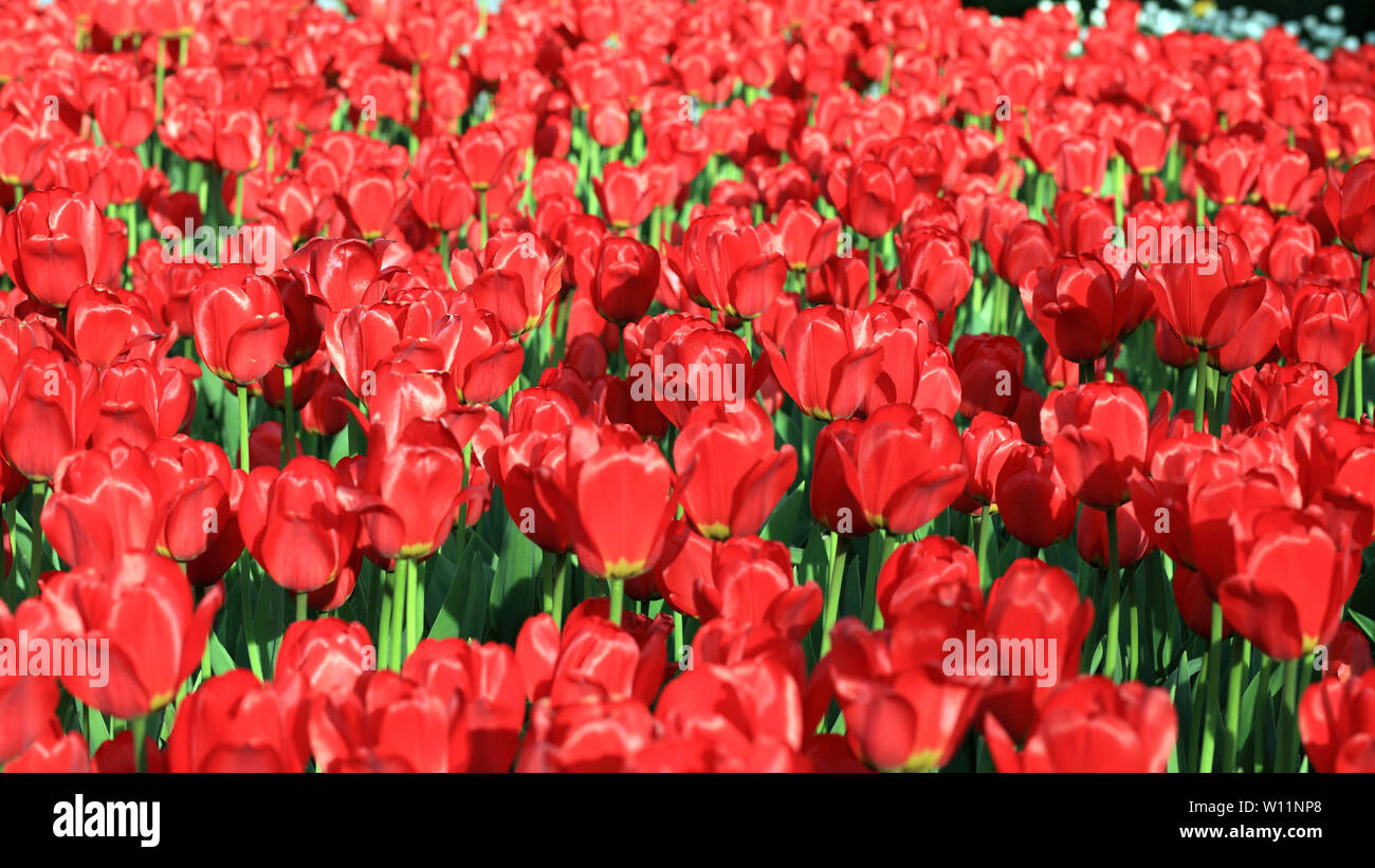 Red Tulip at Spring Stock Photo - Alamy
