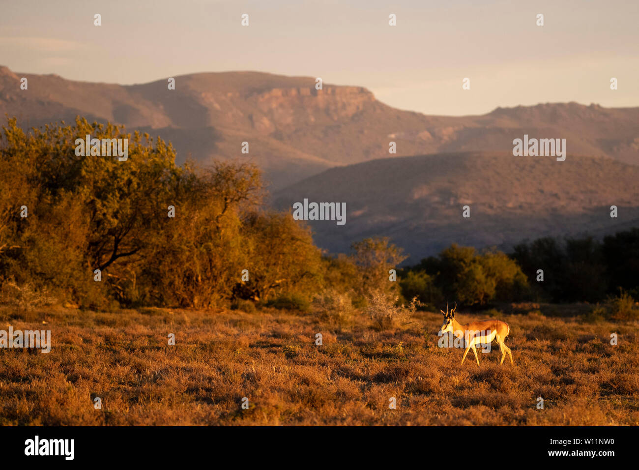 Springbok, Antidorcas marsupialis, Mountain Zebra National Park, South ...