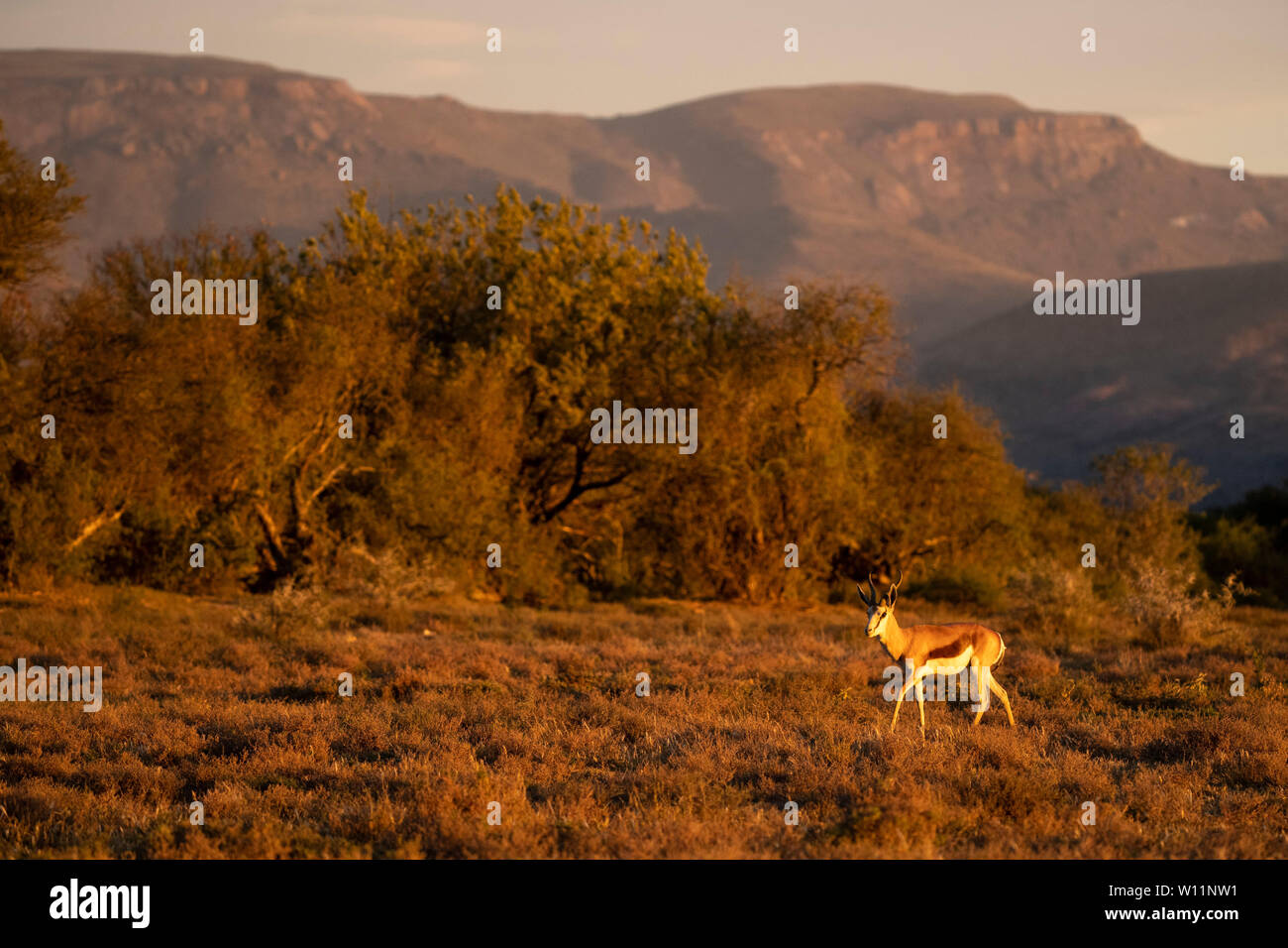 Springbok, Antidorcas marsupialis, Mountain Zebra National Park, South ...