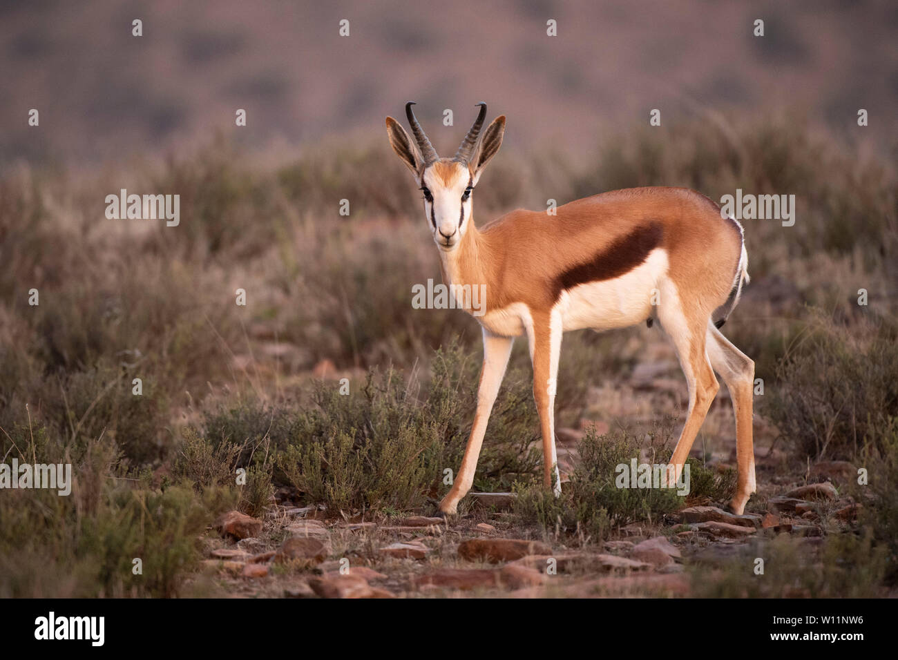 Springbok, Antidorcas marsupialis, Mountain Zebra National Park, South ...