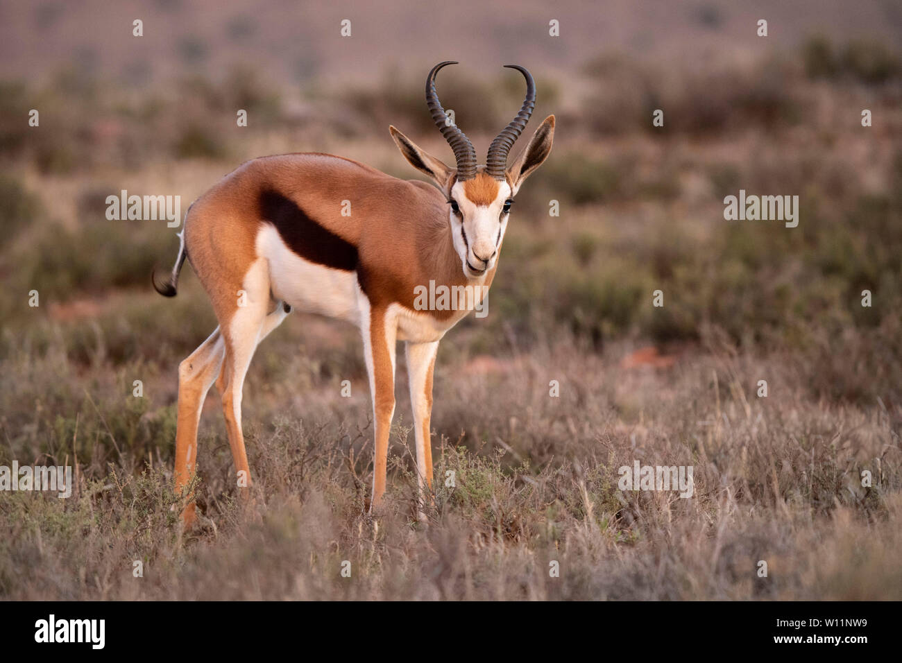 Springbok, Antidorcas marsupialis, Mountain Zebra National Park, South ...