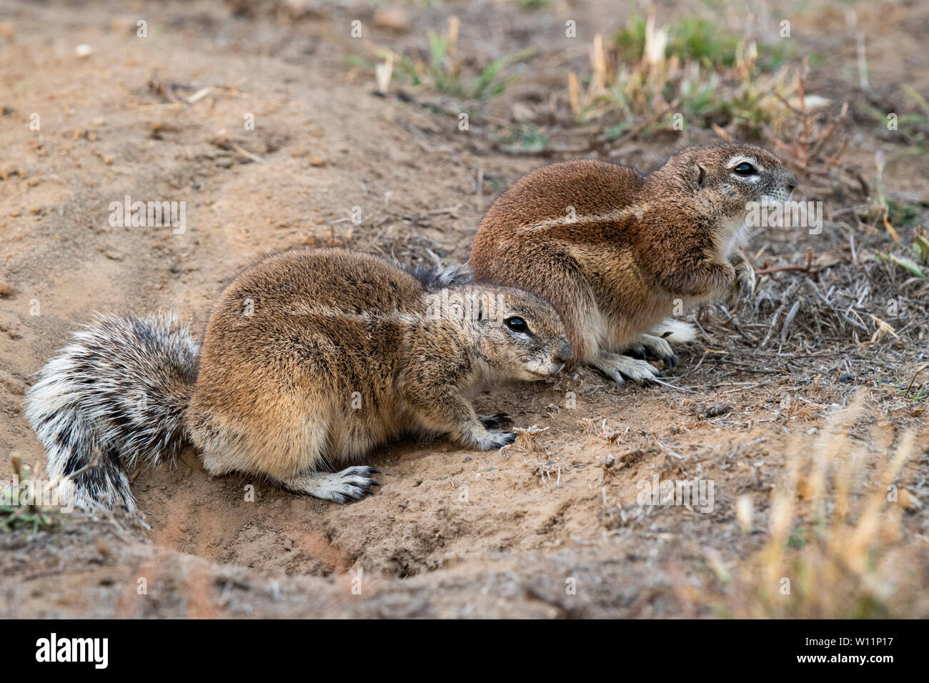 Ground squirrels, Xerus inauris, Mountain Zebra National Park, South ...