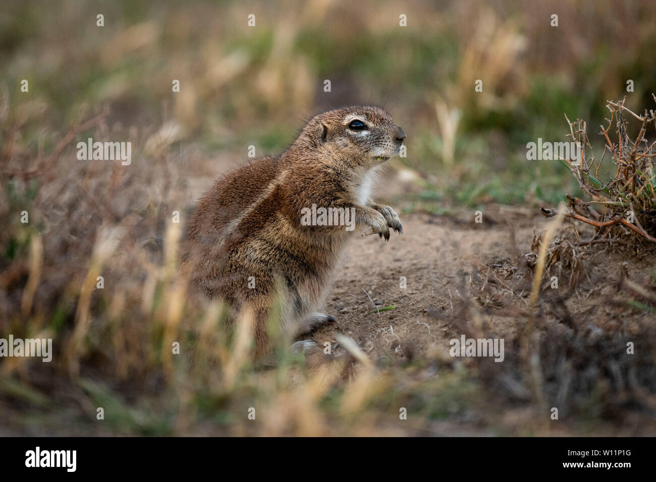Southern african rodent hi-res stock photography and images - Alamy