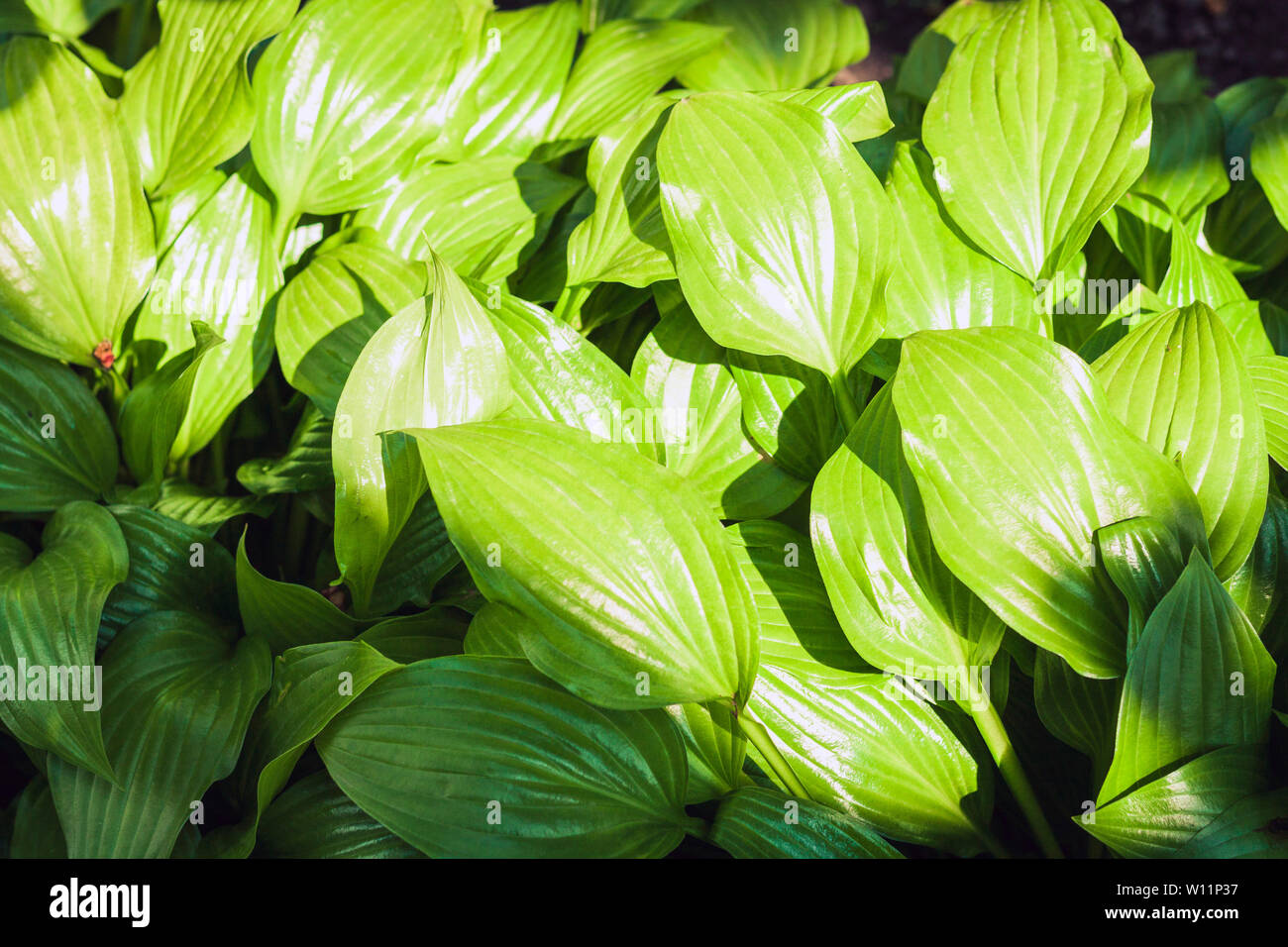 Hosta with green leaves texture background, plants in a garden Stock ...