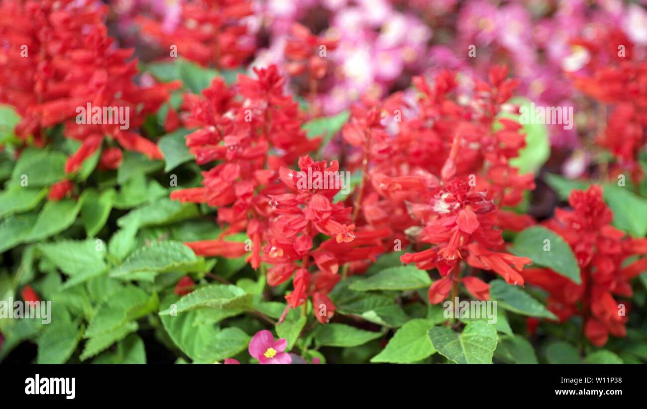 red little flowers Stock Photo - Alamy