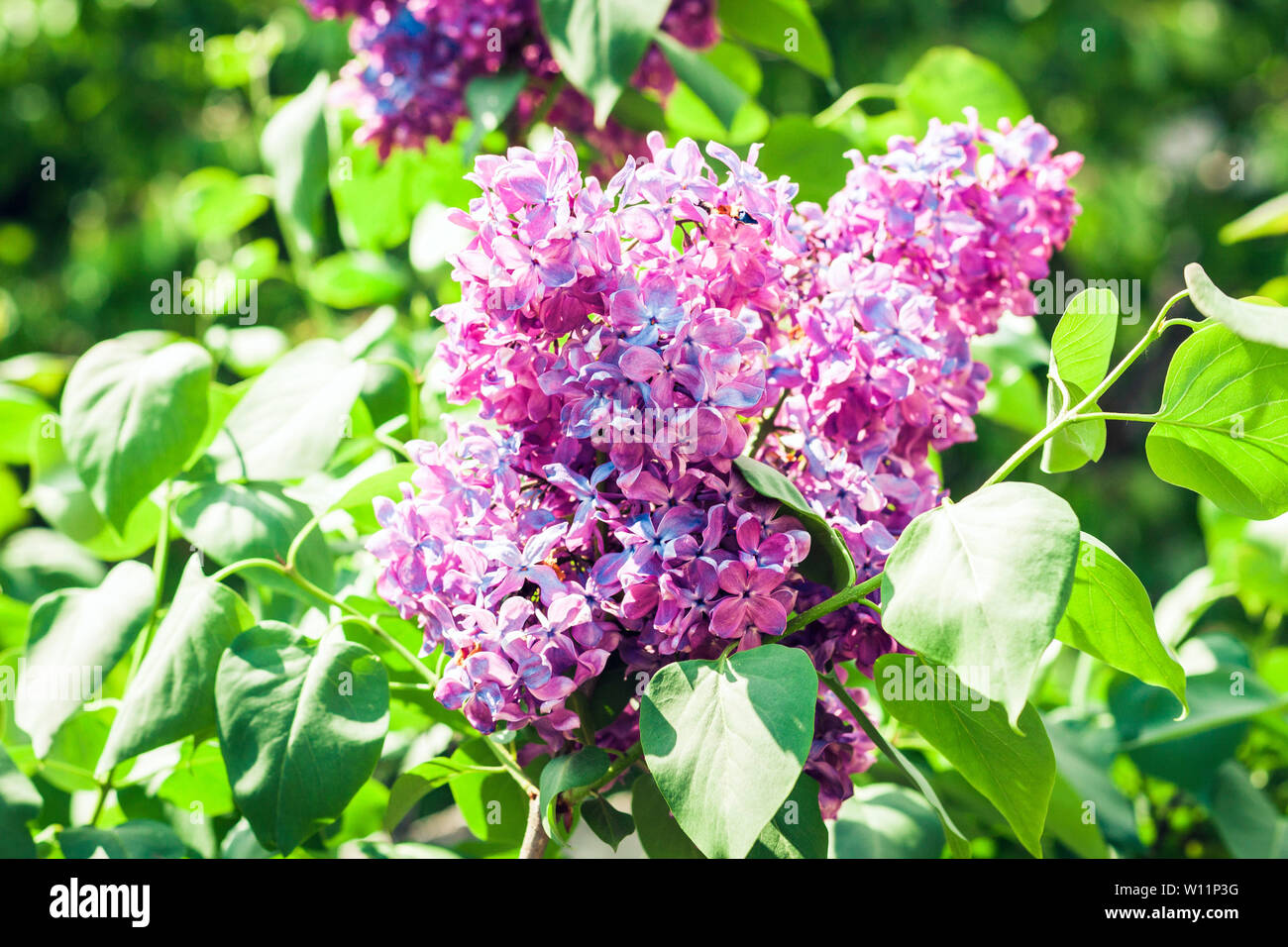 Lilac (Syringa) flower in blossom with leaves texture background ...