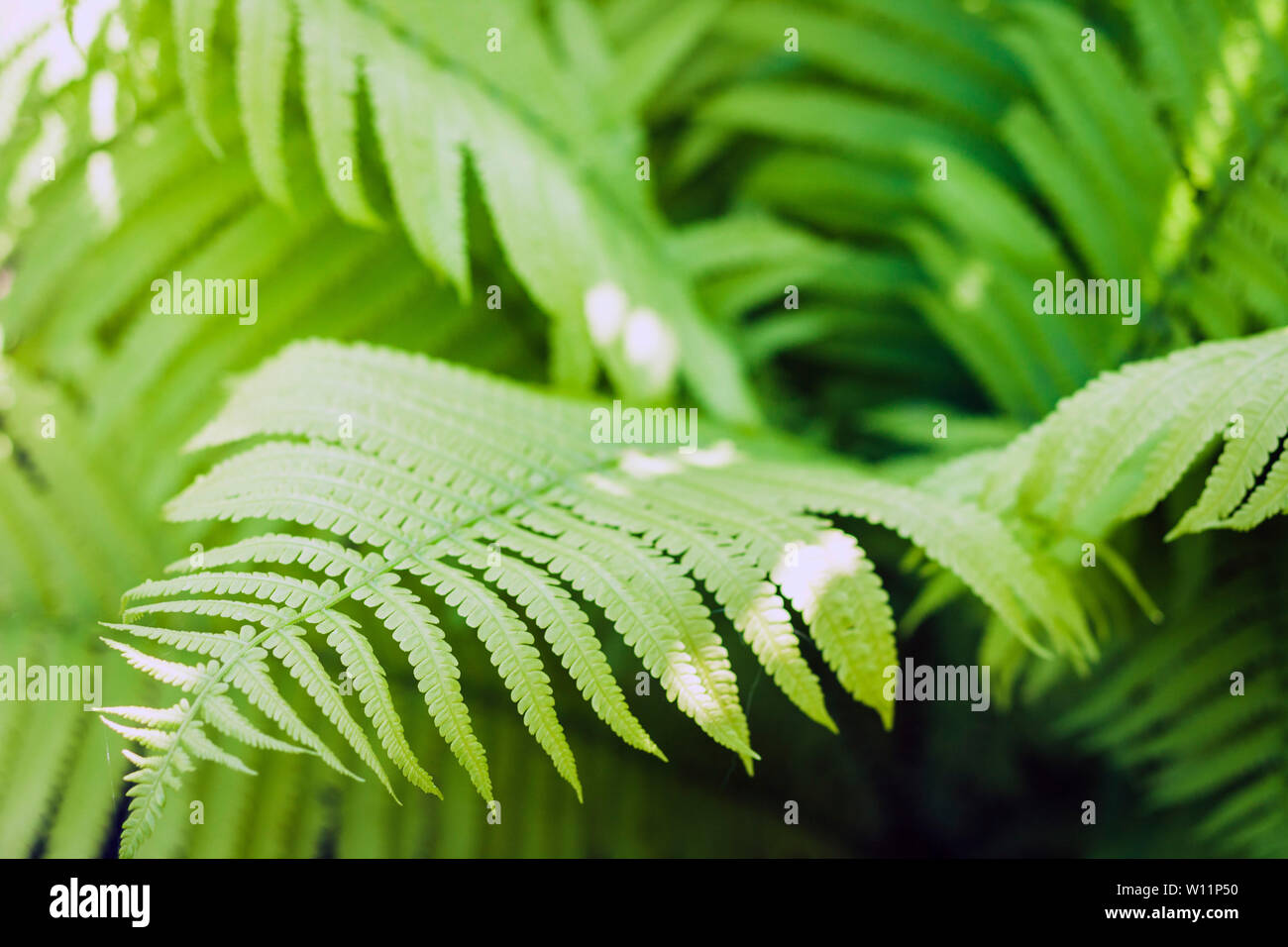 Fern (Polypodiophyta) with green leaves texture background, plants in a ...