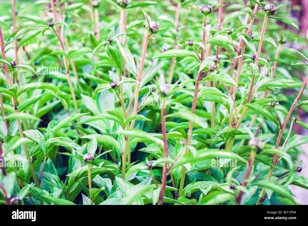 Bush of flowers red pion (Paeonia) before blossom with green leaves ...