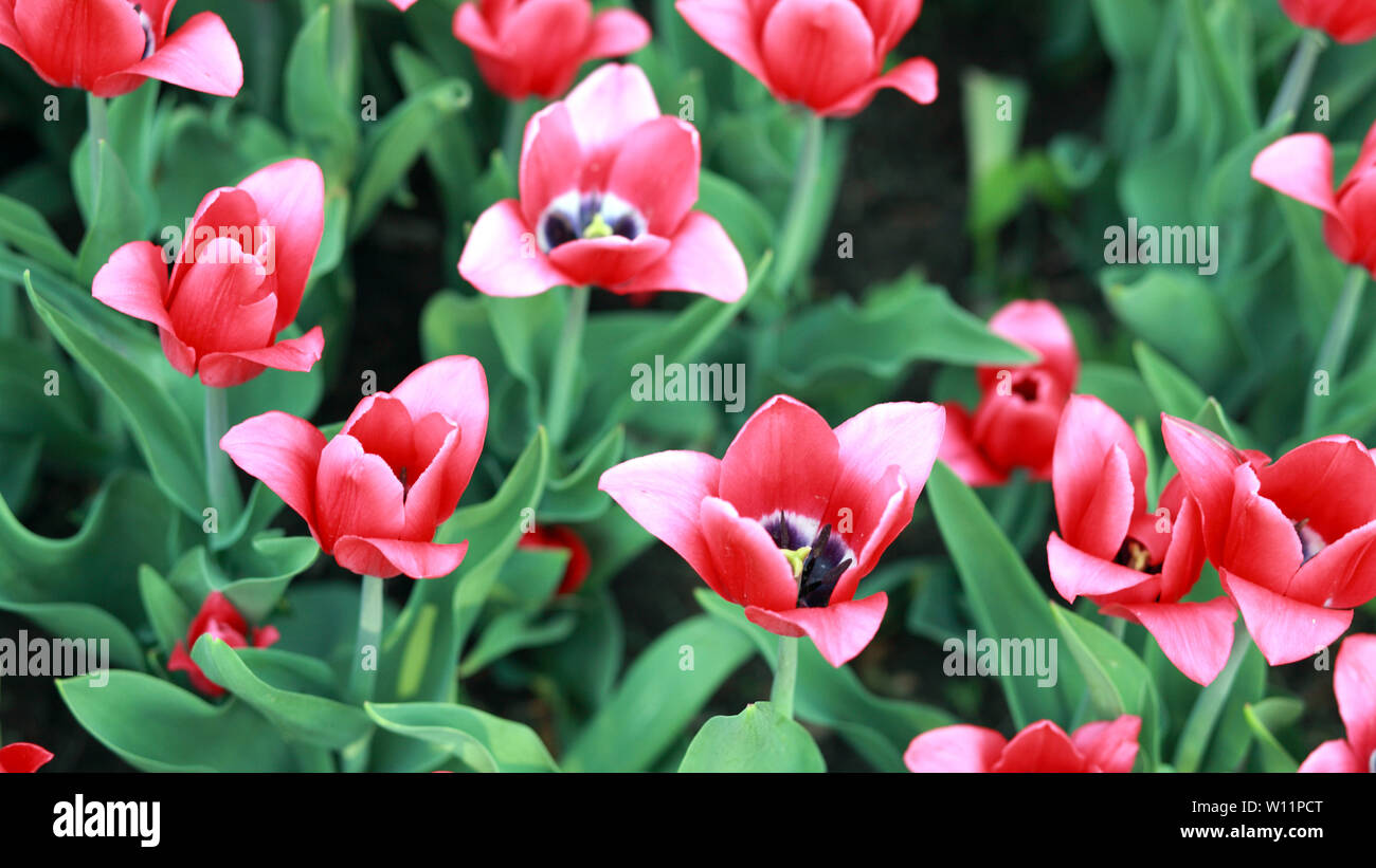 Red Tulip at Spring Stock Photo - Alamy