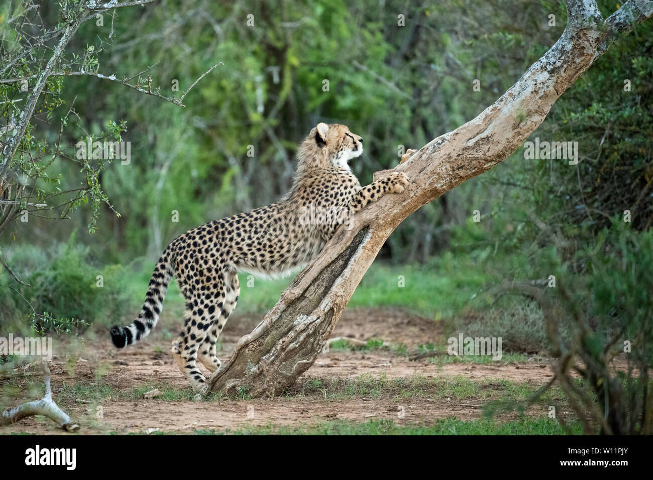 Cheetah scratching a tree, Acinonyx jubatus, Samara Game Reserve, South ...