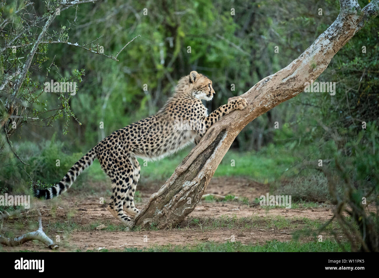 Cheetah scratching a tree, Acinonyx jubatus, Samara Game Reserve, South ...