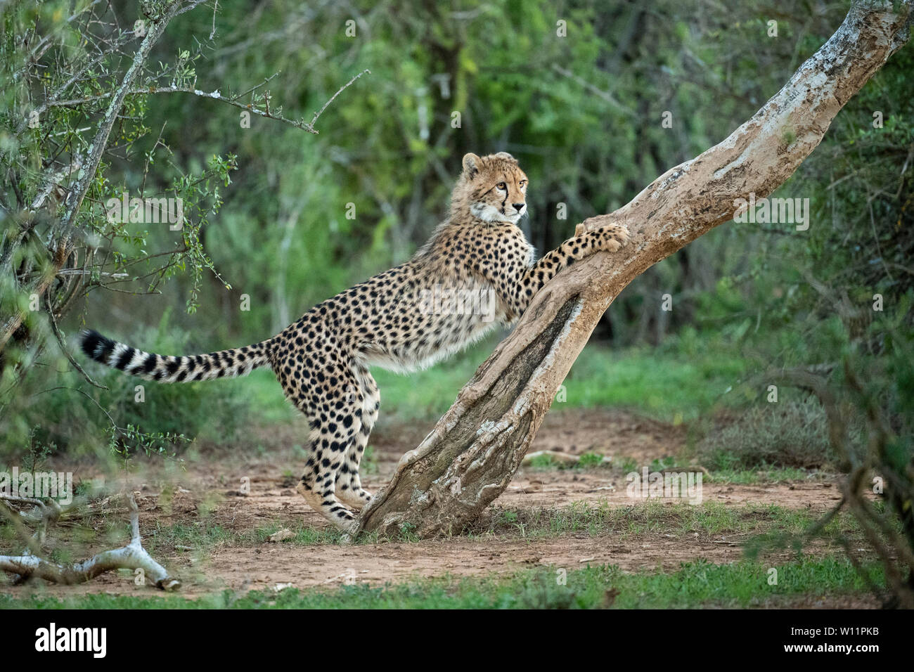 Cheetah scratching a tree, Acinonyx jubatus, Samara Game Reserve, South ...