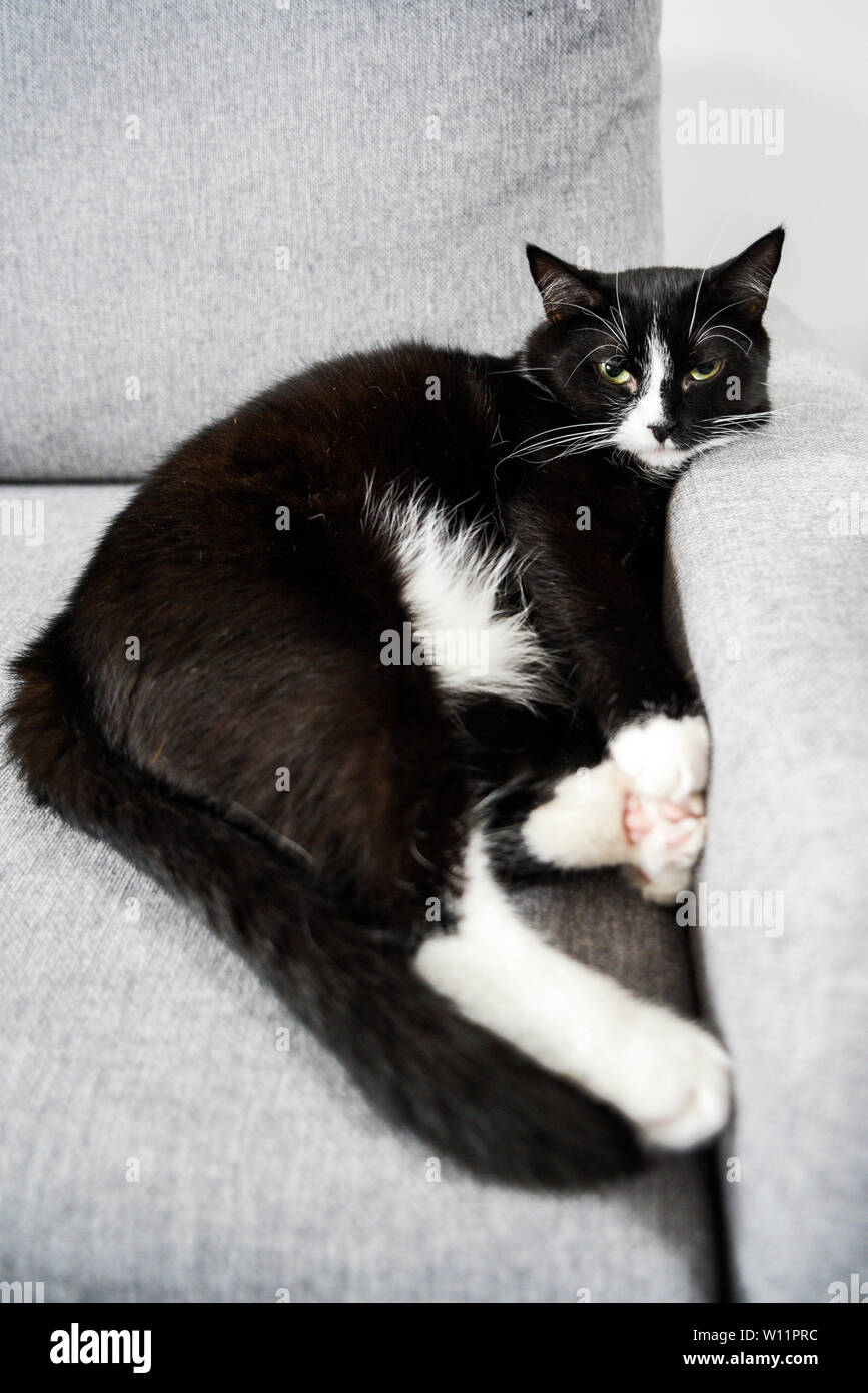 Lazily on hi-res stock photography and images - Alamy