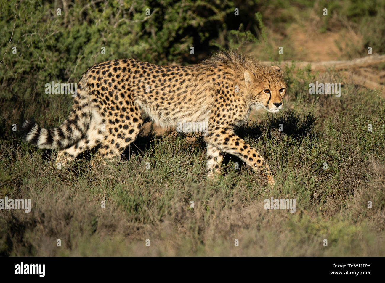 Samara Game Reserve High Resolution Stock Photography and Images - Alamy