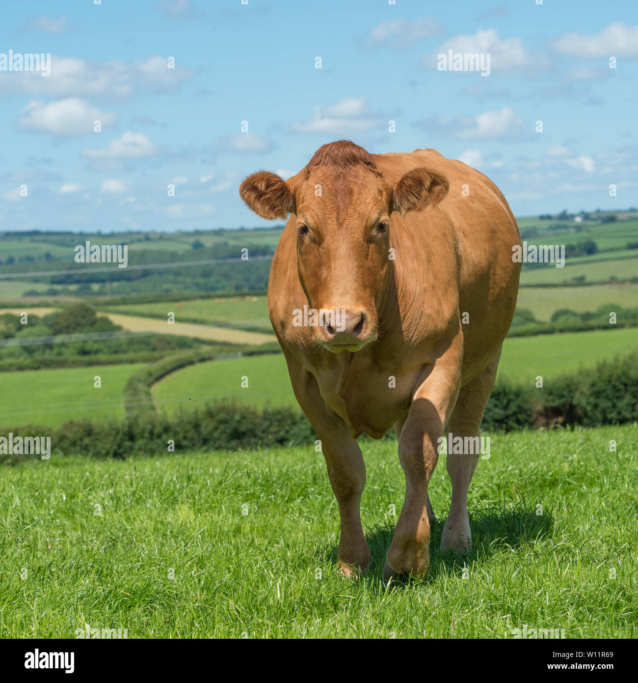 South Devon Cattle High Resolution Stock Photography and Images - Alamy