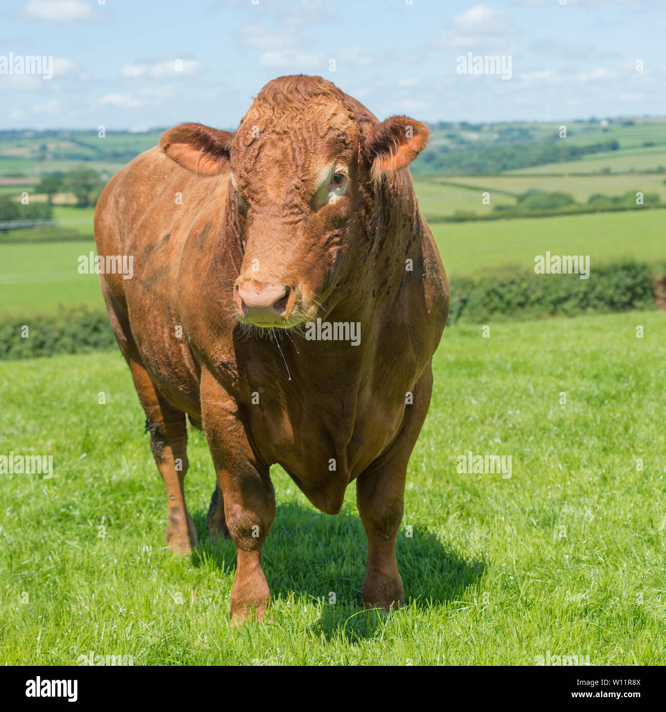 Devon farming hi-res stock photography and images - Alamy