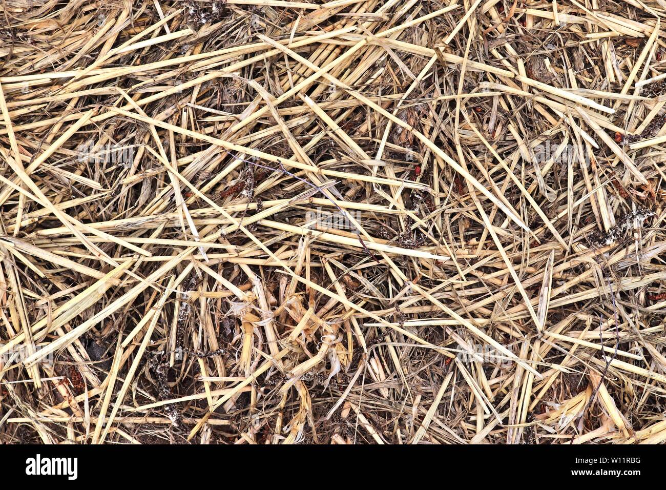 Detailed close up surface of straw and hay seen on a farm Stock Photo ...
