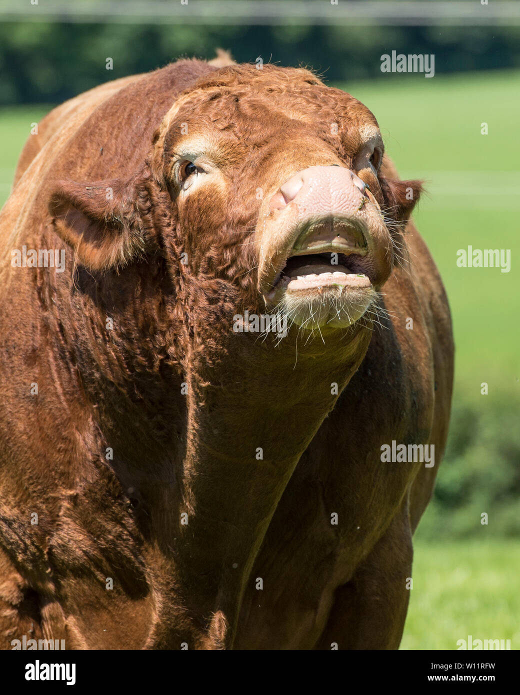 Beef bull hi-res stock photography and images - Alamy