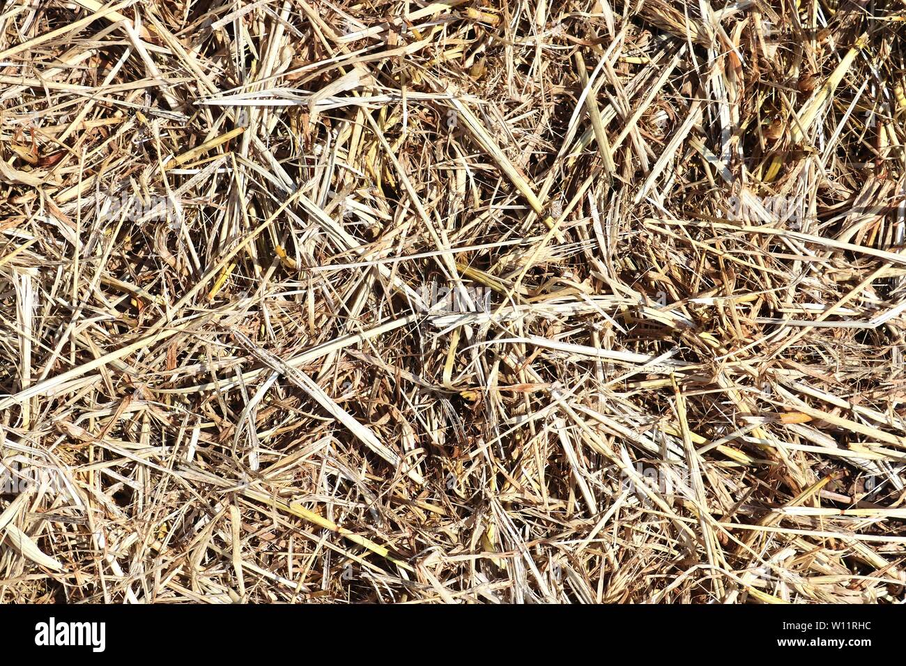 Detailed close up surface of straw and hay seen on a farm Stock Photo ...