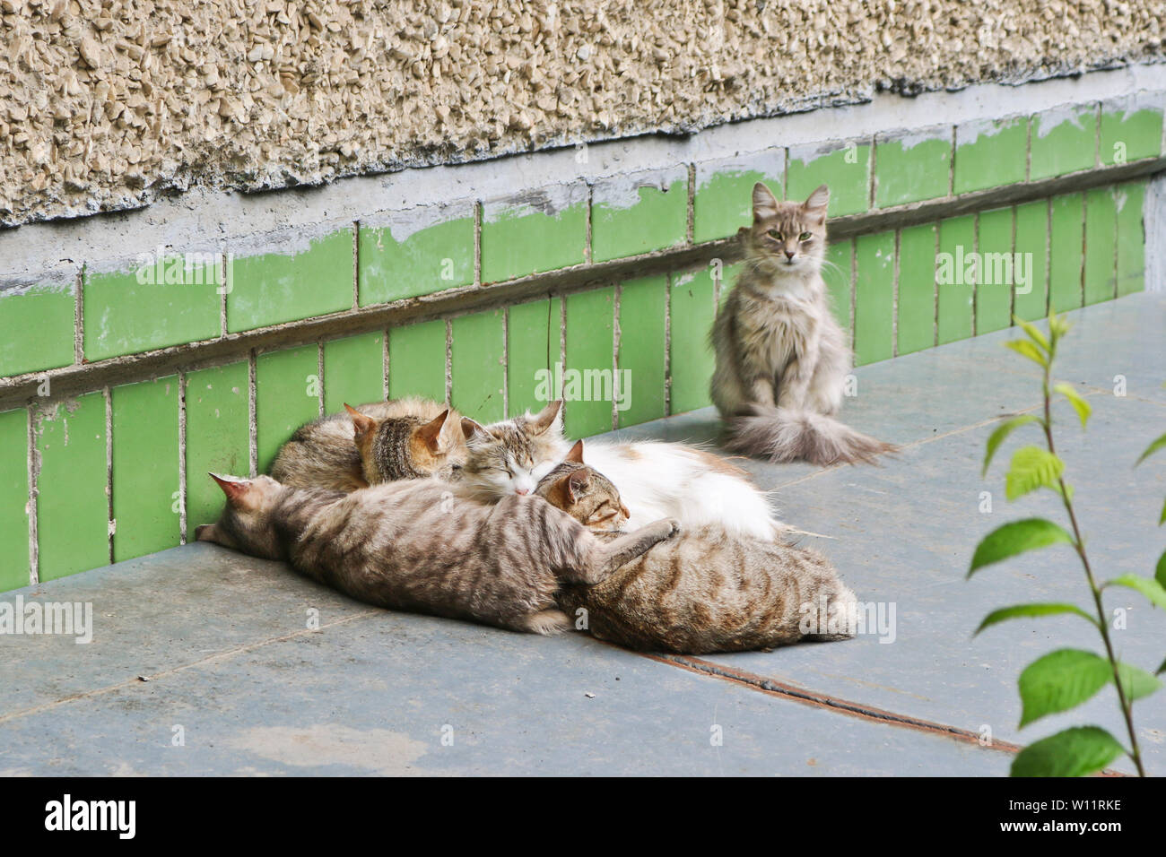 Street homeless cats sleep huddling together. Friendly company Stock ...