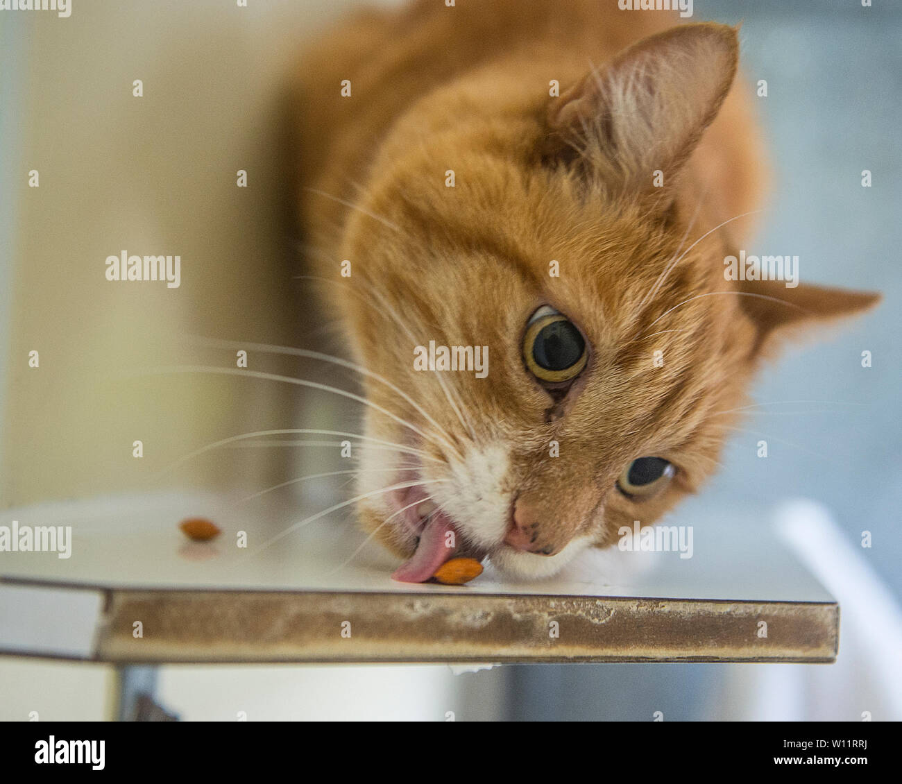 ginger cat eating treats Stock Photo - Alamy