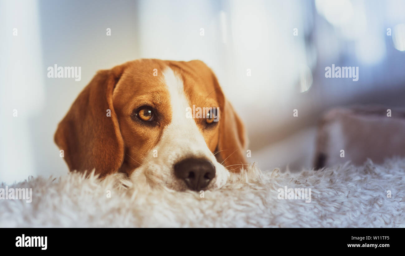 Beagle dog waiting for owner, sadness in big doggy eyes. Patiently ...