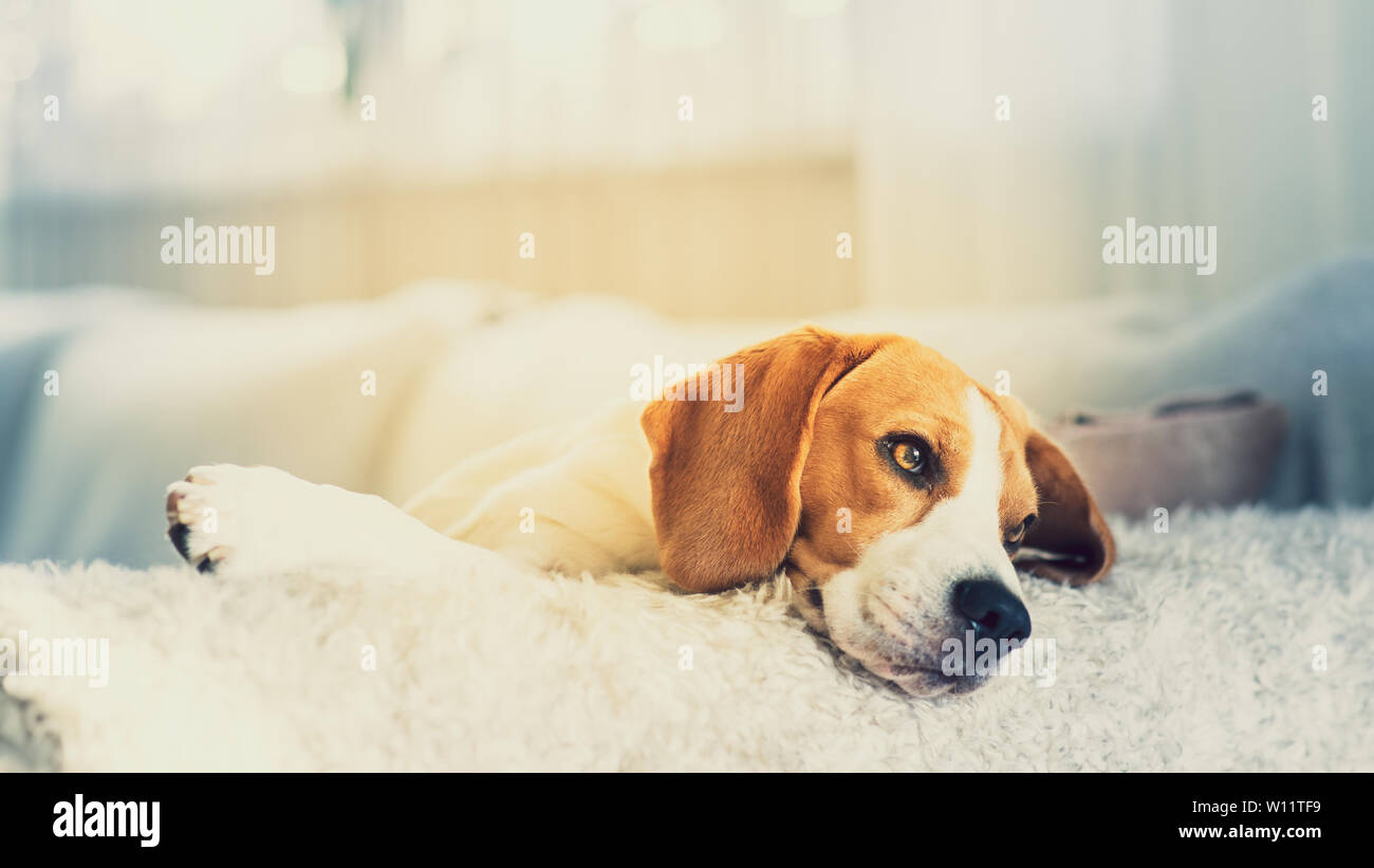 Beagle dog waiting for owner, sadness in big doggy eyes. Patiently ...