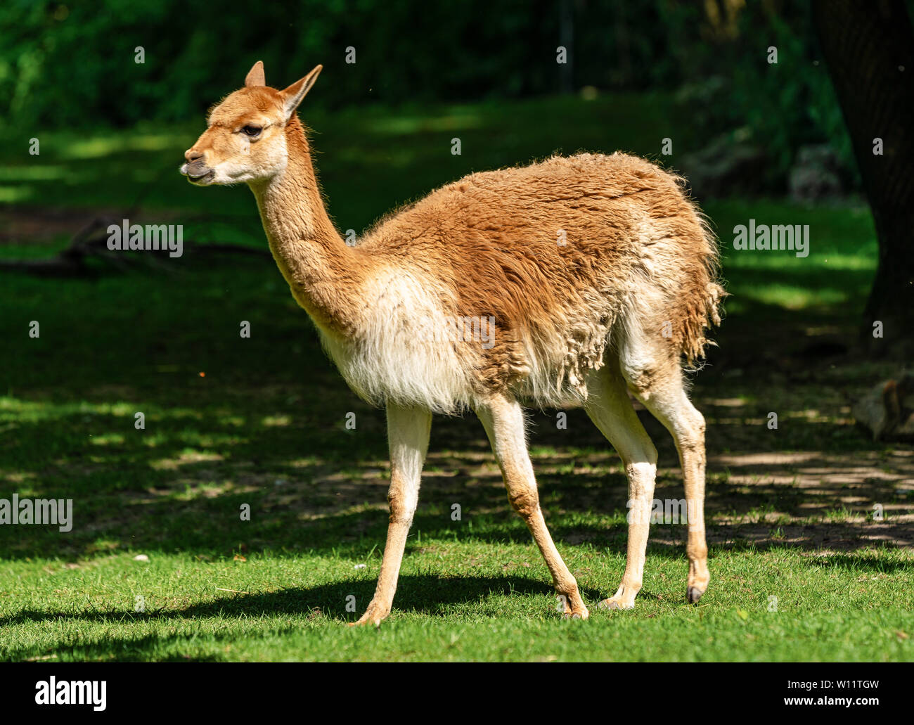 Vicunas, Vicugna Vicugna, relatives of the llama which live in the high ...