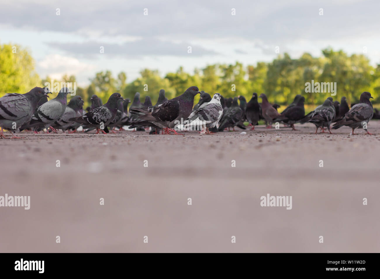 crowd of pigeons bird ground closeup rush hour Stock Photo - Alamy