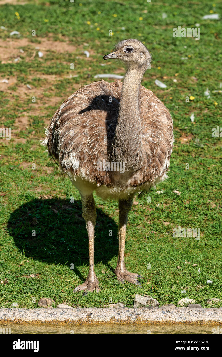 Darwin's rhea, Rhea pennata also known as the lesser rhea. It is a ...