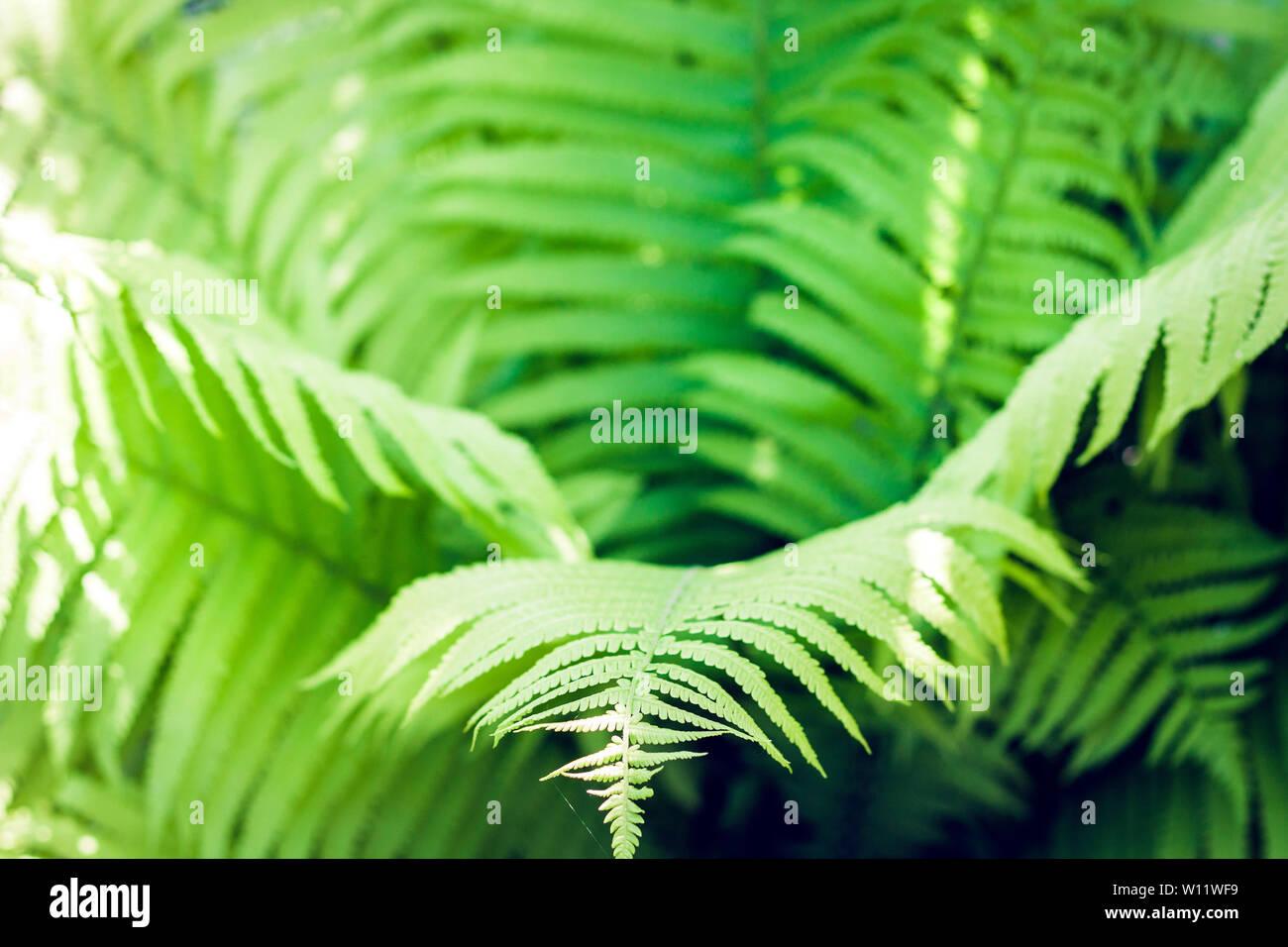 Fern (Polypodiophyta) with green leaves texture background, plants in a ...