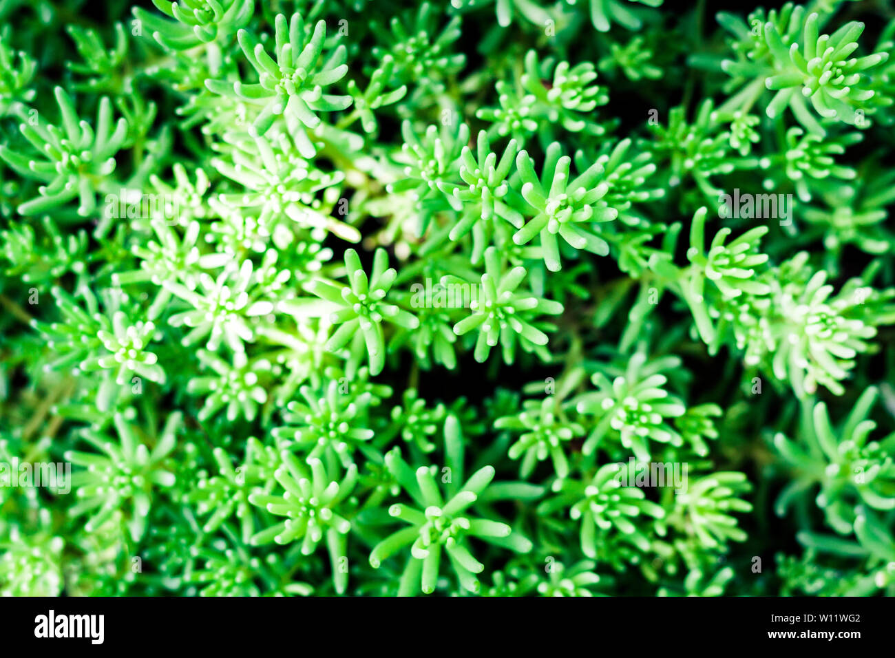 Sedum, succulent plant with green leaves texture background, plants in ...