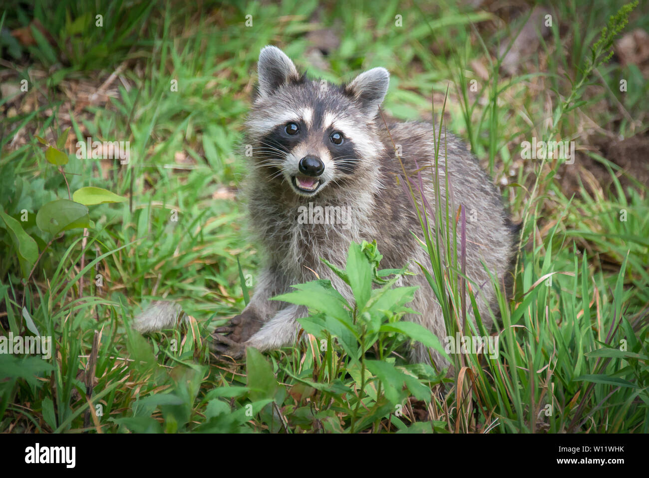 A healthy wild raccoon looks up while it looks for food on the ground ...