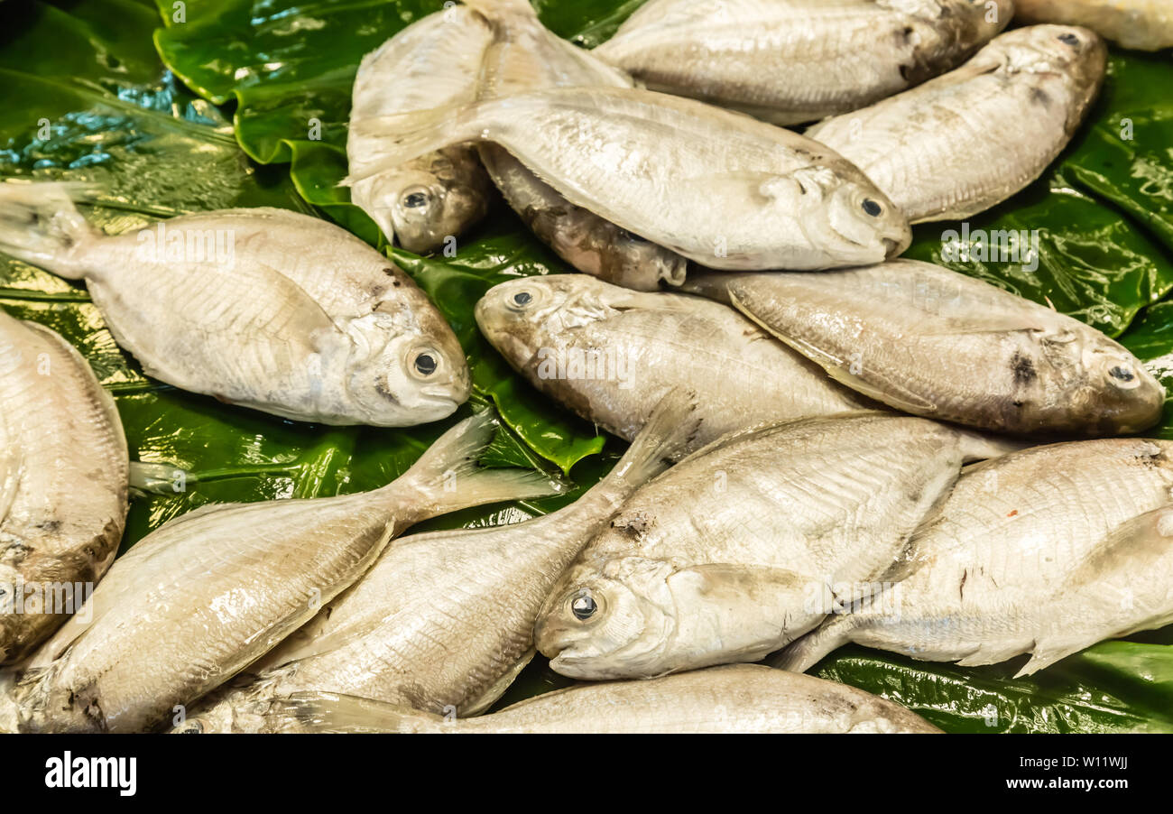 Fresh fish sale at the dock seafood market Stock Photo - Alamy
