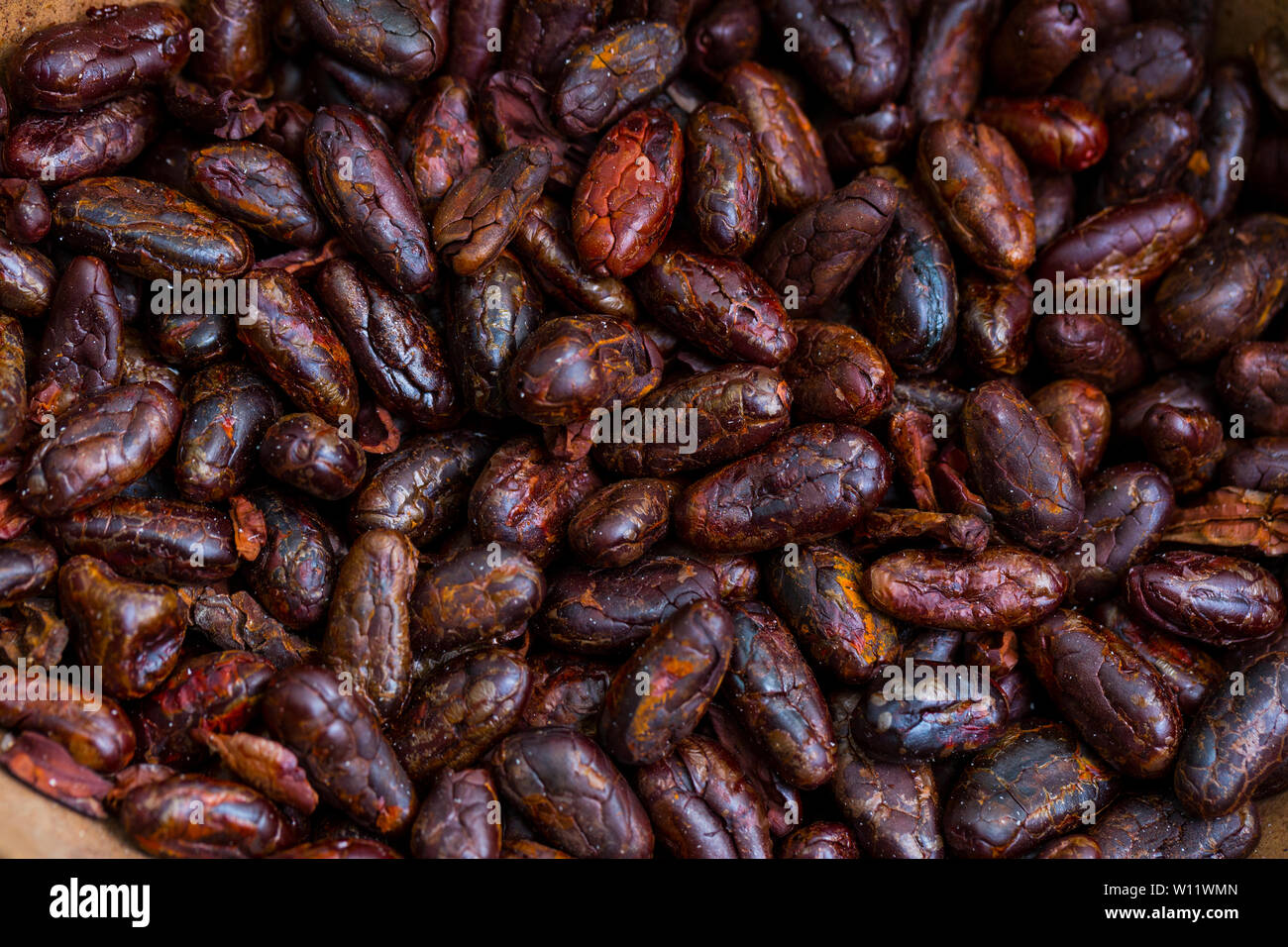 árbol cacao hi-res stock photography and images - Alamy