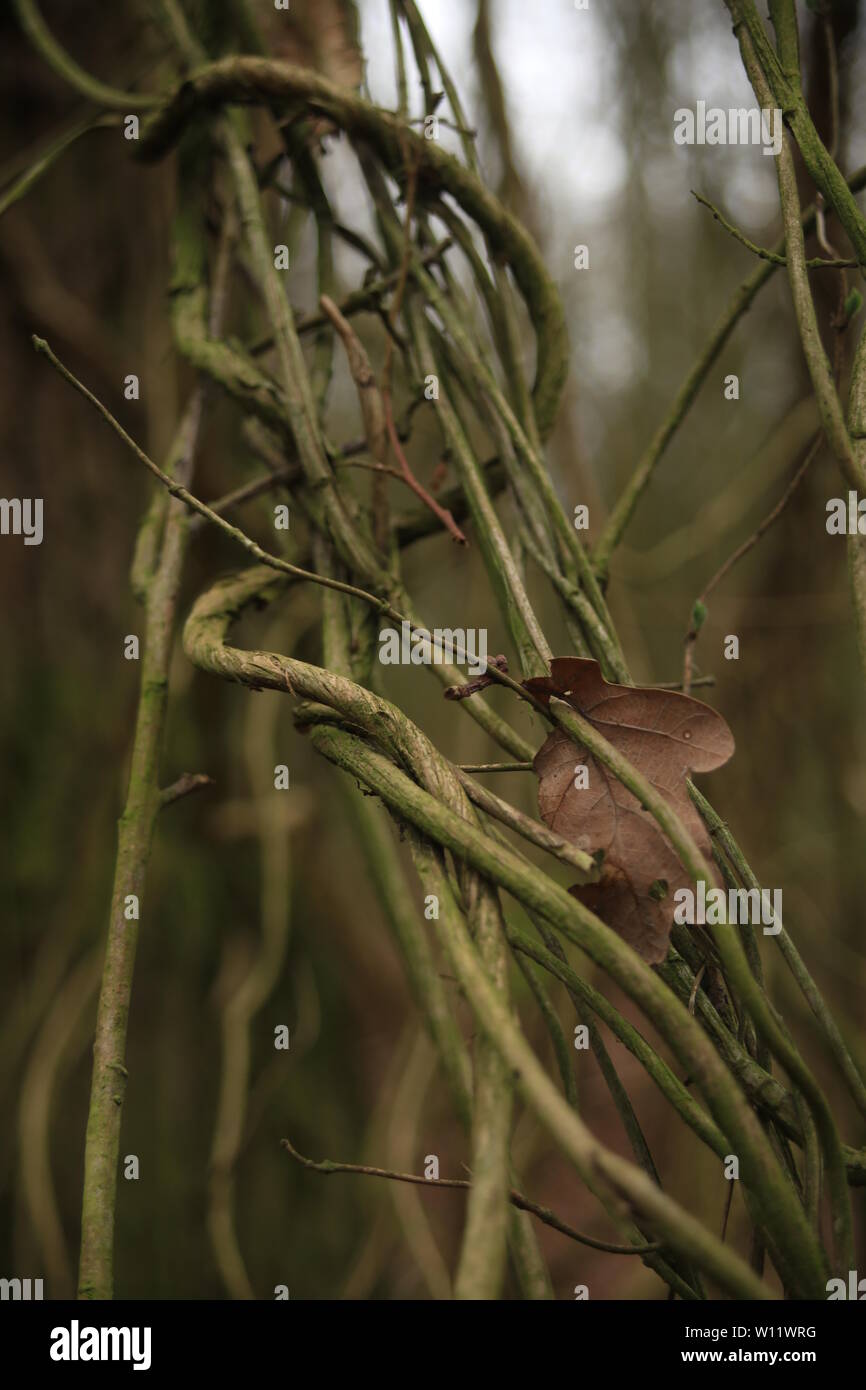 Natural World - A single autumn leaf caught in a tangle of tree vine ...