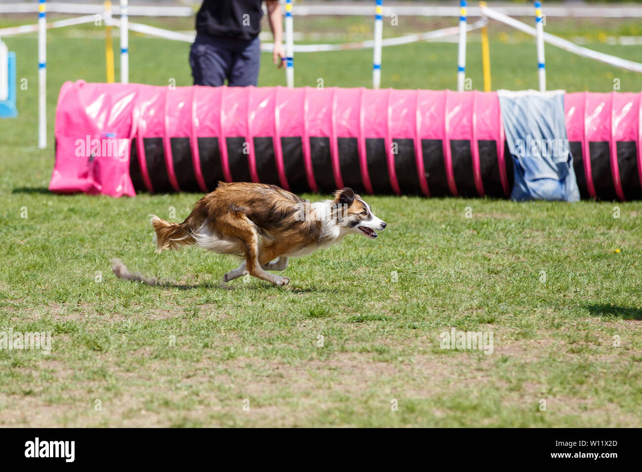 Dog running its course on dog agility sport competition Stock Photo - Alamy
