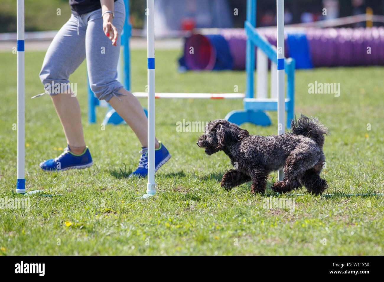 Dog running its course on dog agility sport competition Stock Photo - Alamy