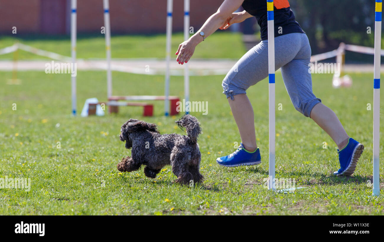 Dog running its course on dog agility sport competition Stock Photo - Alamy