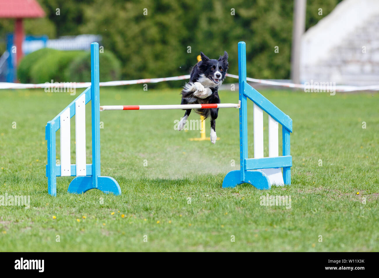 Dog high jump competition hi-res stock photography and images - Alamy