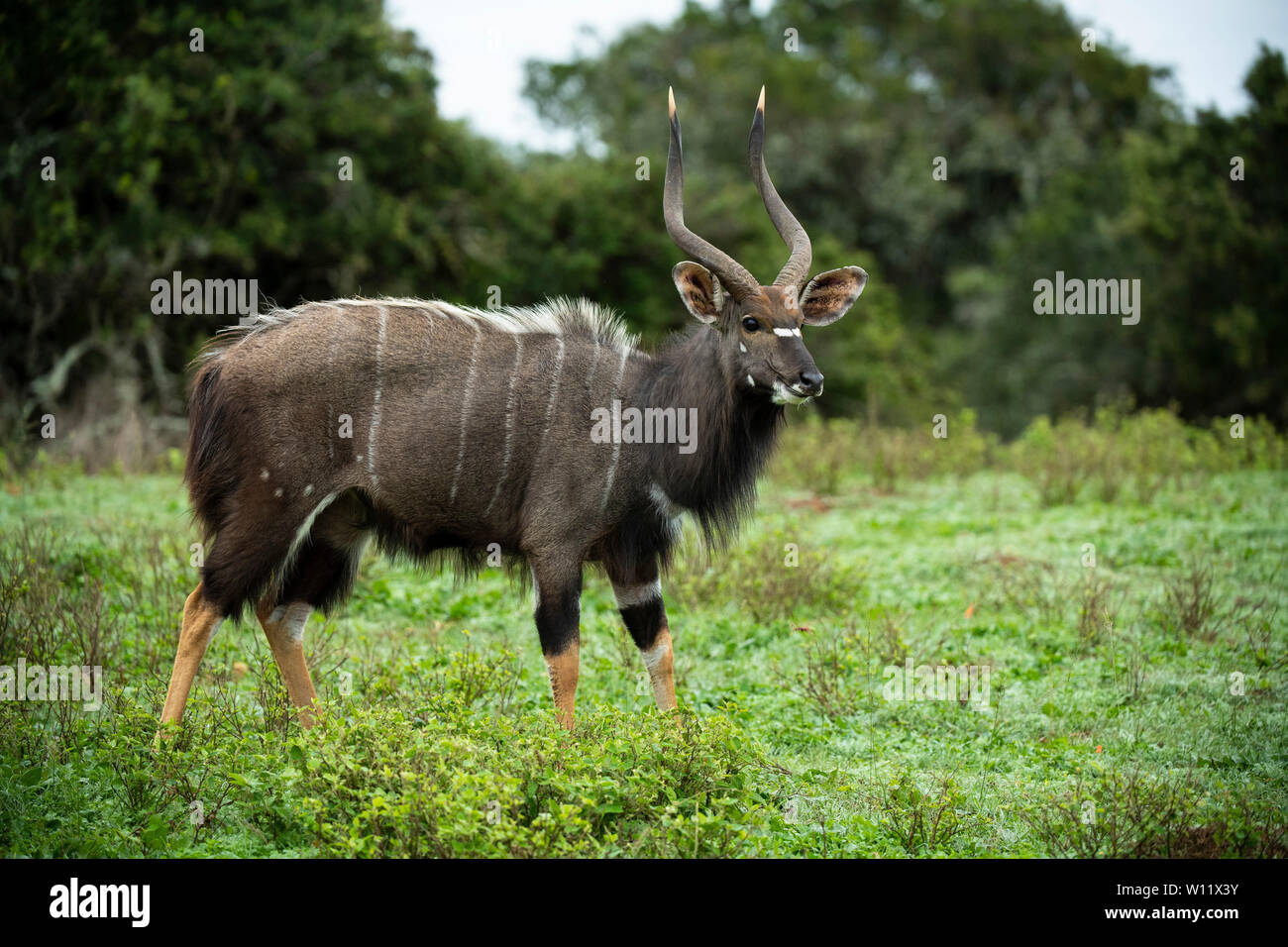 Nyala bull, Tragelaphus angasi, Sibuya Game Reserve, South Africa Stock ...
