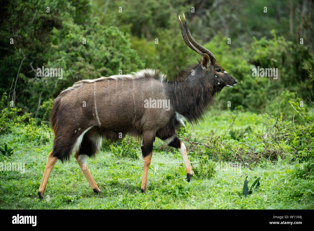 Nyala Bull