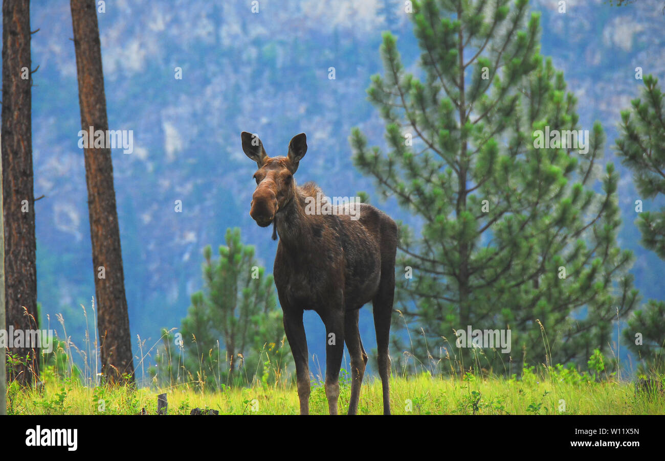 Close up of a beautiful wild female moose standing on the top of a hill ...