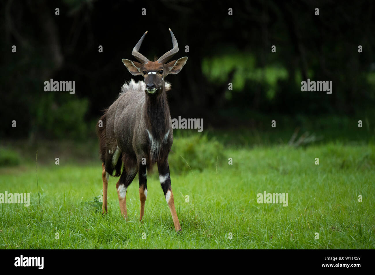 Nyala bull, Tragelaphus angasi, Sibuya Game Reserve, South Africa Stock ...